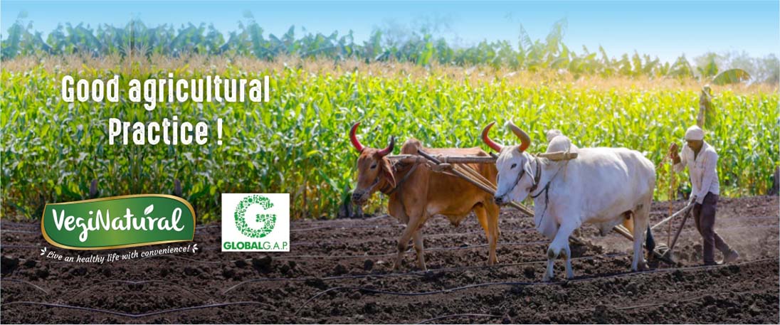 Our Infrastructure – VegCrop